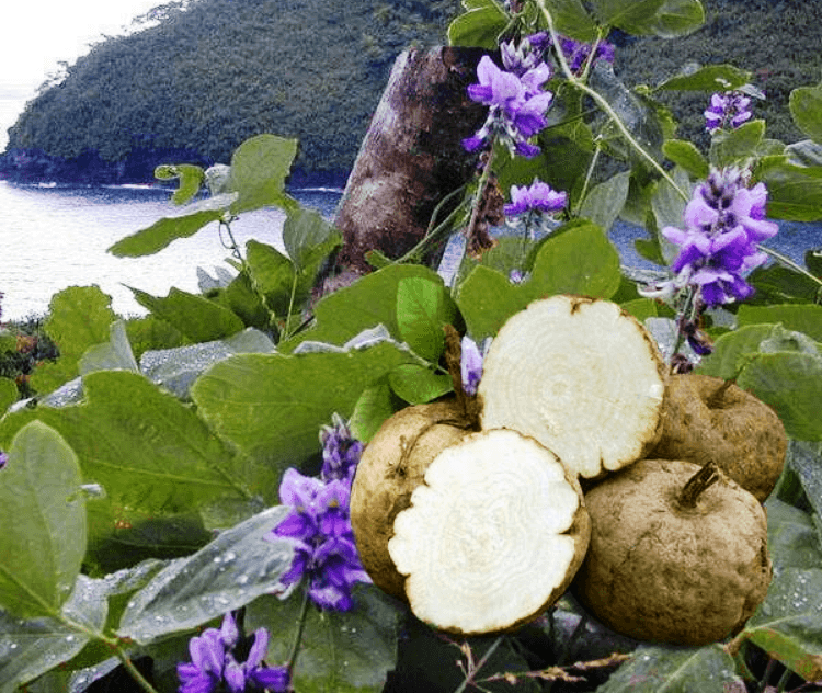Arrowroot Powder: Benefits & Uses You Need to Know - Ancata Shop